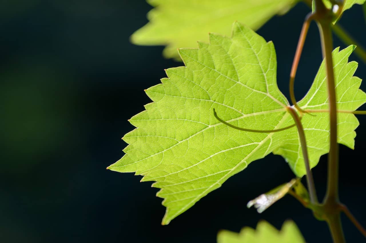 Grape Leaves – a Healthy Treat for Weight Loss - Broccoli sucks!